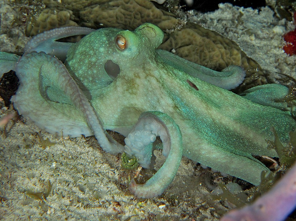 The Dancing Green Octopus- A very short story – Abe Morgan, Copywriter